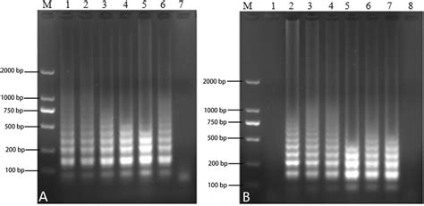 Primer Optimization Of The Ndrv Rt Lamp Reaction A The Effect Of The