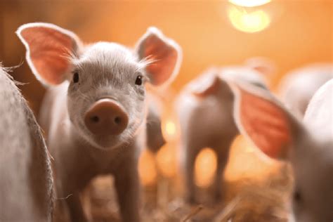National Pork Producers Council Announces Policy Priorities During