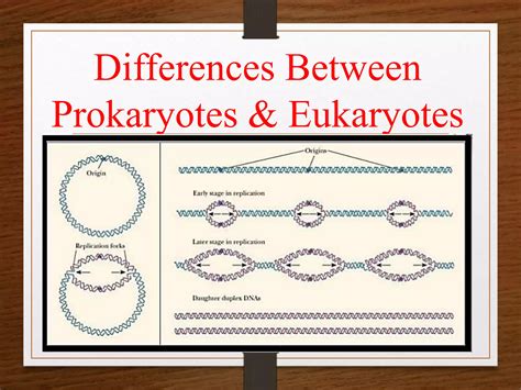 Replication Pptx Chemistry Science