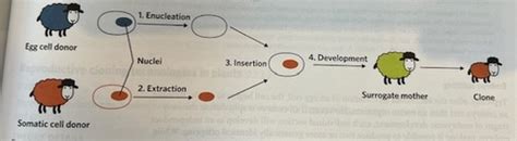 the process and application of reproductive cloning technologies