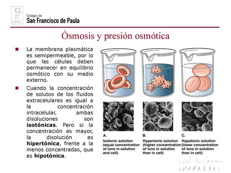 Bloque 1 Base Molecular Y FisicoquÍmica Para La Vida Ppt Descargar