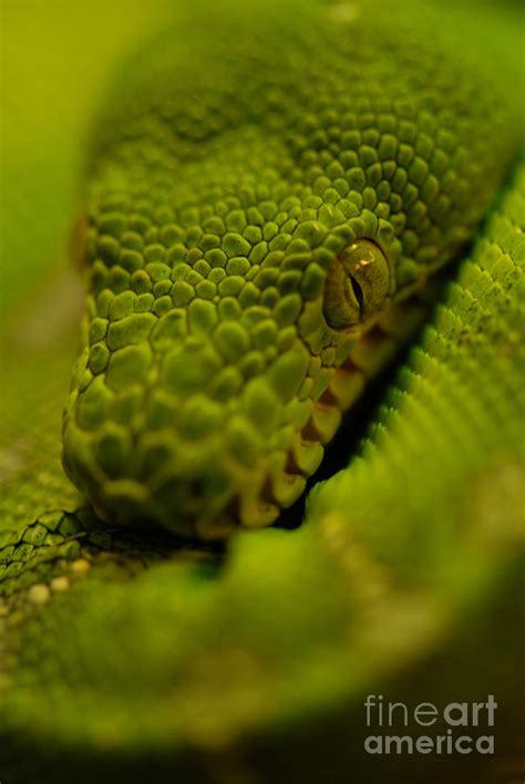 Emerald Tree Boa Photograph By Steve McGrath Pixels