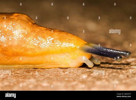 Snail Without Shell Hi Res Stock Photography And Images Alamy