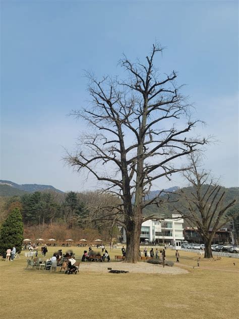 의정부 대형카페 파크프리베 숲카페 정원카페 도봉산뷰 네이버 블로그