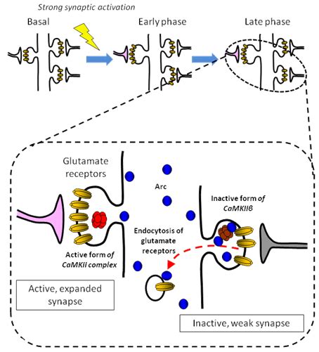 The Law Of The Synapses Punishing The Weak To Maintain Strong Synapses Strong