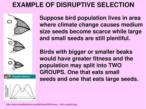 Patterns Of Evolution Chapter 16 And Ppt Download