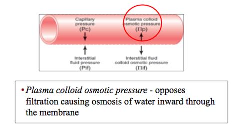 Osmotic Pressure And Hydrostatic Pressure