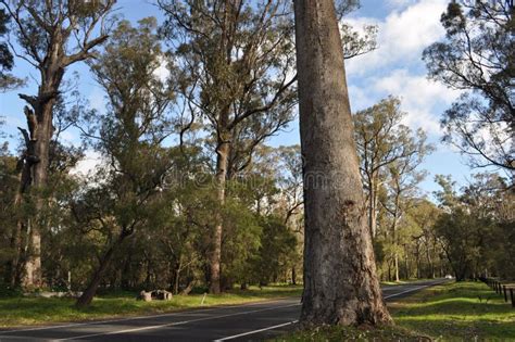 Tuart Tree Near Ludlow Tuart Forest Stock Image Image Of Grass