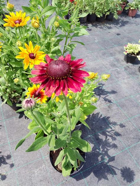 Rudbeckia hirta Cherry brandy(Рудбекия Чери бренди)