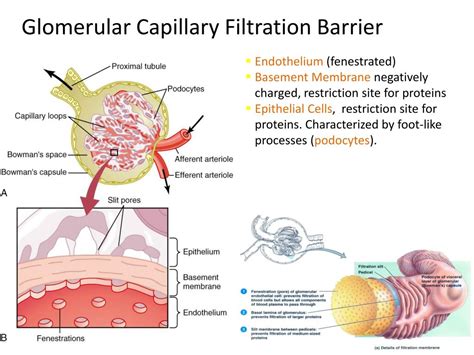 Glomerular Capillary Membrane
