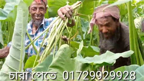 কিভাবে লতি কাটবো লতি মোটা ও লম্বা করার সার লতিরাজ কচু ১ চাষ পদ্ধতি