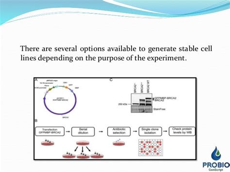 Methods To Generate Stable Cell Lines Pptx