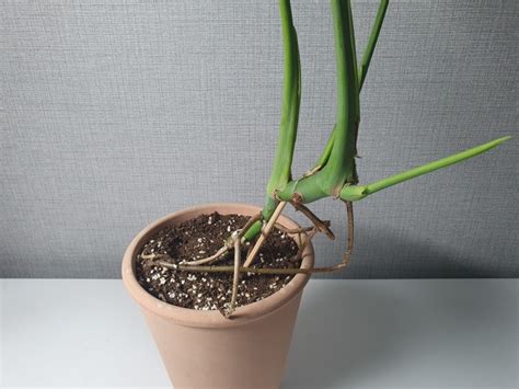 몬스테라 키우기 가지치기 수경재배 햇빛 물주기 공중뿌리 네이버 블로그