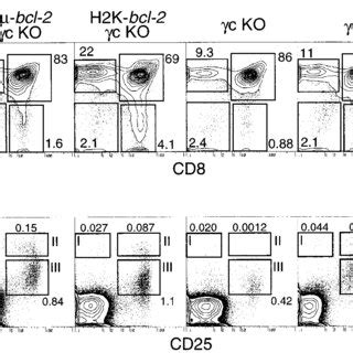 Enforced Expression Of Bcl 2 Restores Development Of Thymocytes In C KO