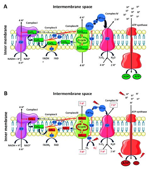 Schematic Representation Of The Possible Differential Roles Of CoQ Download Scientific