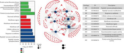 Top 10 Significantly Enriched Terms In BP CC And MF Of GO Analysis