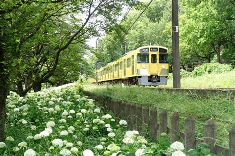 北山公園のあじさい 2025年の見頃は東村山市 歩いてみたブログ