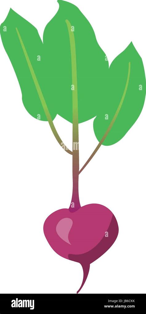 Beet Illustration Stock Vector Images Alamy