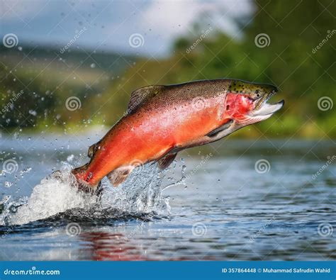 Close Up Big Salmon Jump Out Splashing Water On Nature Background Stock