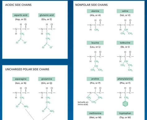 Lecture 3 Amino Acids And Protein Structure Flashcards Quizlet