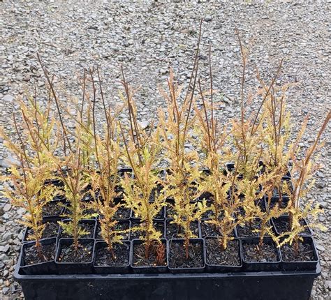Dacrycarpus Dacrydioides Kahikatea X 42 Wholesale Grade Orari Nursery