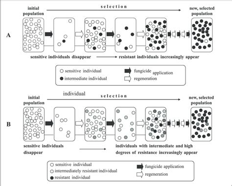 Development Of Fungicide Resistance Is A Selection Process With The