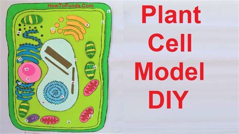 Plant Cell Model Making For Science Fair Project DIY At Home