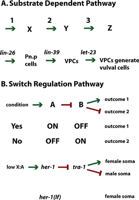 Figure 1 From Genetic Dissection Of Developmental Pathways Semantic