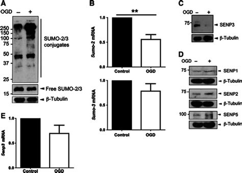 Senp3 Mediated Desumoylation Of Dynamin Related Protein 1 Promotes Cell