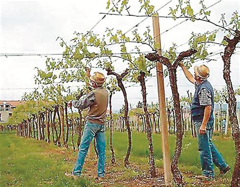 Как да предпазим комплексно лозовите растения от екскориоза Български Фермер