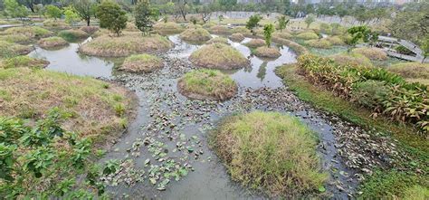 Photo Gallery ดราม่า “สวนป่าเบญจกิติ”เปลี๊ยนไป๋ โซเชียลแห่แชร์ “เกาะต้นไม้”ดูโทรมผิดตา น้ำเน่า