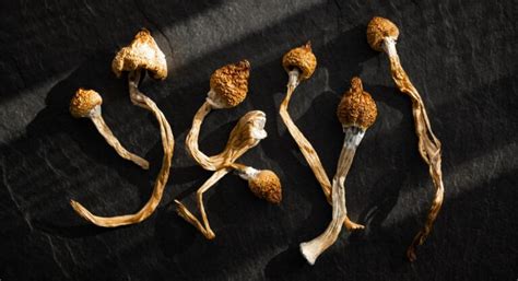 Magic Mushroom Dosage Guide Microdosing To Heroic Doses