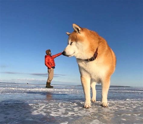거대한 멍멍이 유머움짤이슈 에펨코리아