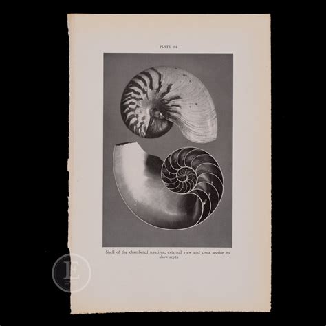 Shell Of The Chambered Nautilus External View And Cross Section To Show