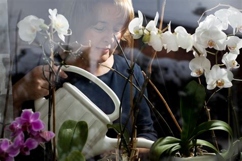 Orchideen Richtig Düngen So Gelingen Gesunde Blüten