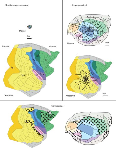 Scaling Axon Distribution In Mouse And Macaque Isocortex Top Left Download Scientific Diagram