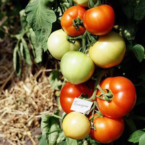 Томат Примадонна F1 Ницcса купити насіння в Україні відгуки ціна опис ᐉ Agriks