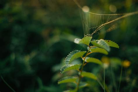 exploring the capabilities of microsoft graph toolkit for web