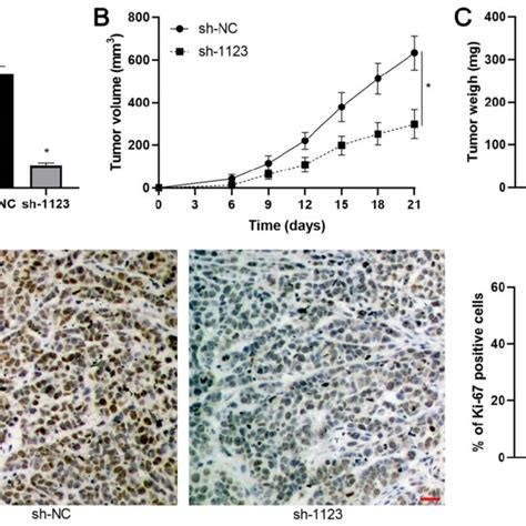 linc01123 silencing restrains hcc growth in mice a hep3b cells were