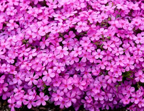 Phlox Subulata Ruby Riot Creeping Phlox