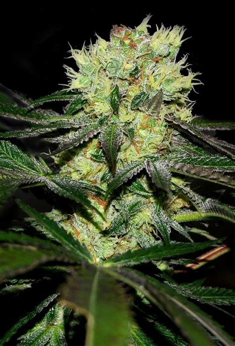 2x1 Tomahawk (x5) - Shaman Genetics - Semillas del Huaso