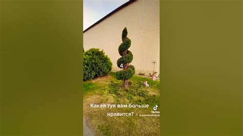 Спирали из туи смарагд! #туя #туясмарагд #спираль #сад #стрижка - YouTube