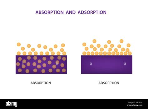 This Image Features A Close Up Of The Interior Of An Artery Showing The Two Distinct Stages Of