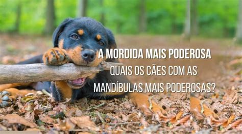 Quem tem a mordida mais forte Um guia das raças de cães as