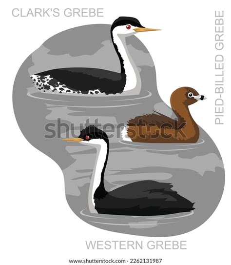 Cute Us Grebe Set Cartoon Vector Stock Vector Royalty Free 2262131987 Shutterstock