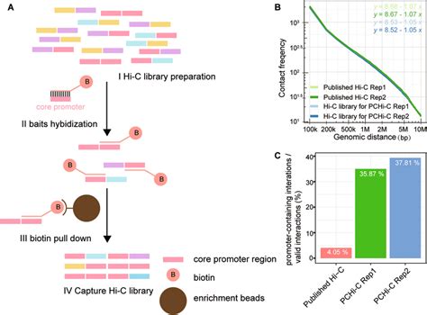 Promoter Capture Hi C Efficiently Enriches Promoter Related Loops A