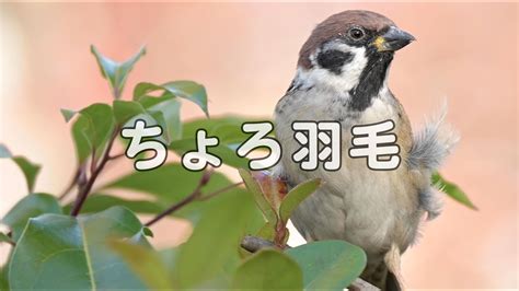 脇腹からはみ出した可愛い羽毛 log21 YouTube