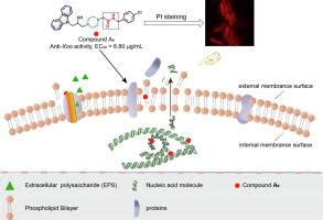 发现新型 3 piperazin 1 yl propan 2 ol 修饰的咔唑衍生物作为新型膜靶向抗菌剂 Arabian Journal