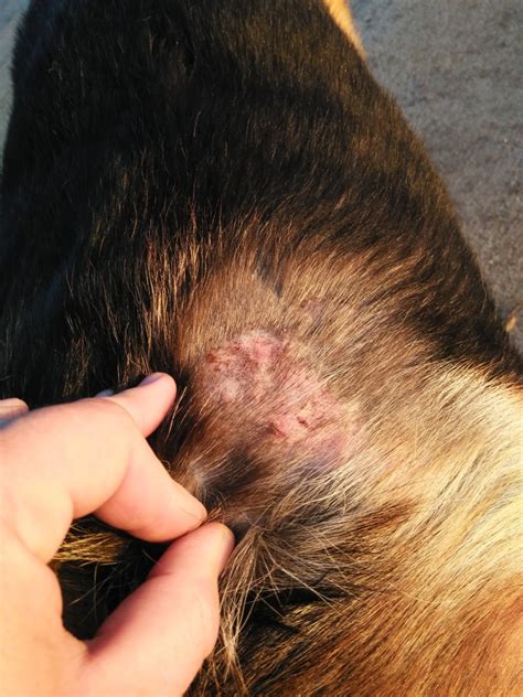 Why Is My German Shepherd Losing Hair