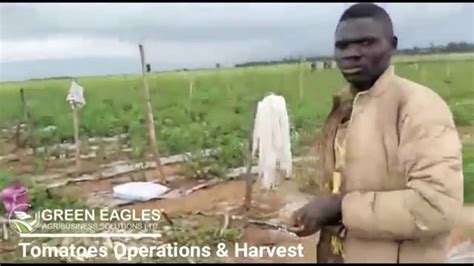 Tomatoes Harvest Youtube